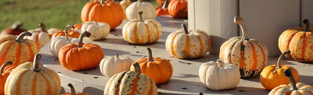 Amazing Pumpkins - Rader Family Farms