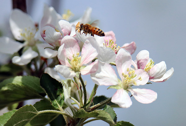 Adam’s Apple Orchard » Rader Family Farms