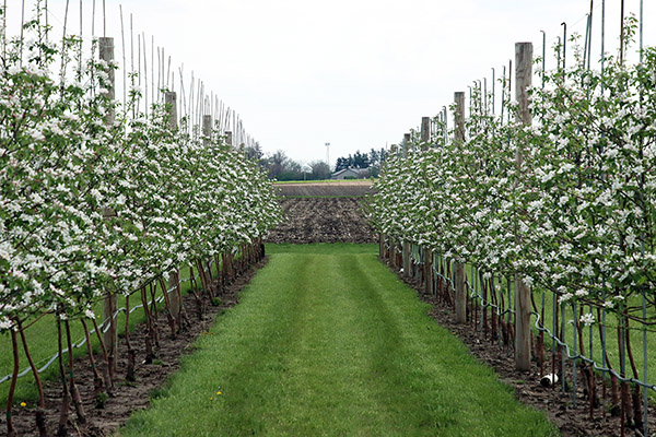 Adam’s Apple Orchard » Rader Family Farms
