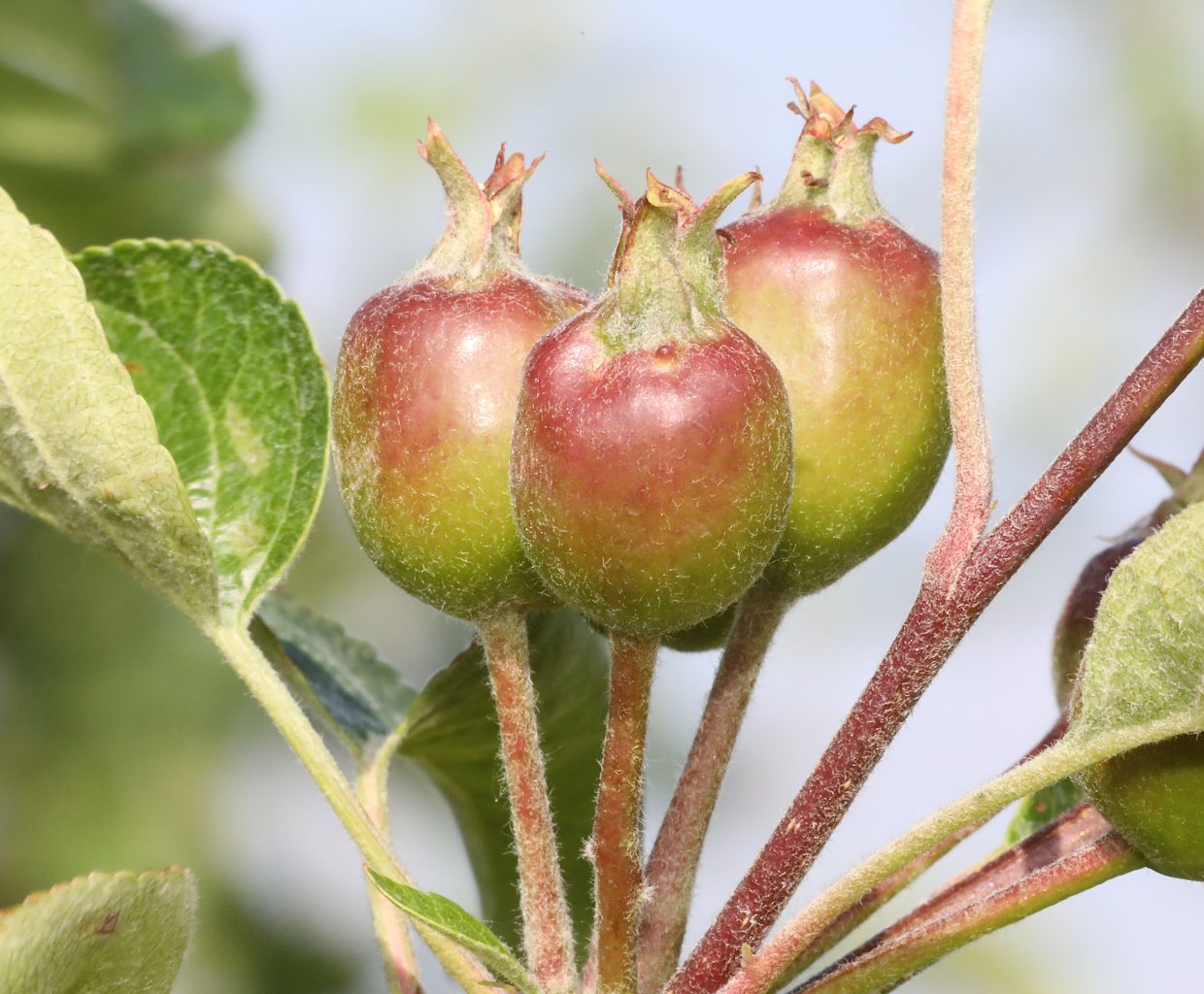 Adam’s Apple Orchard » Rader Family Farms